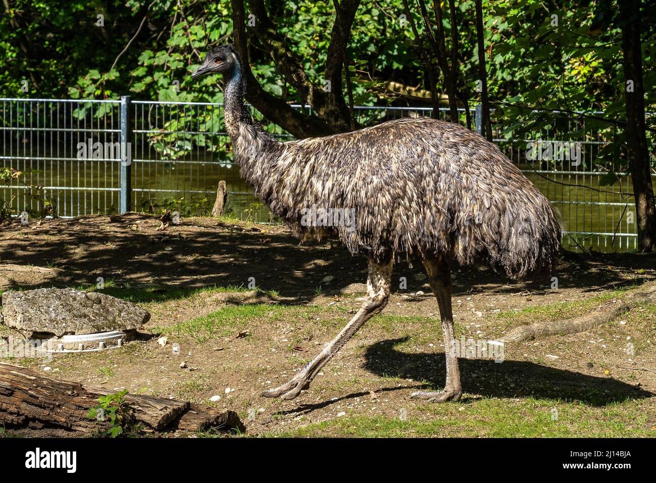 The emu, Dromaius novaehollandiae is the second-largest living bird by ...