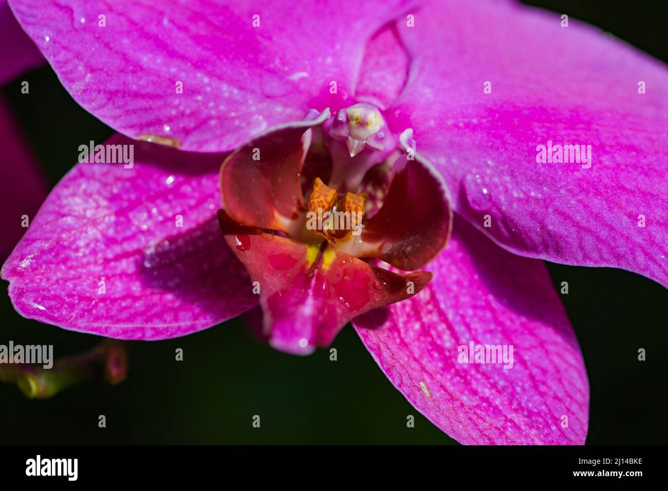 macro photography of orchid in a botanical garden in France Stock Photo ...