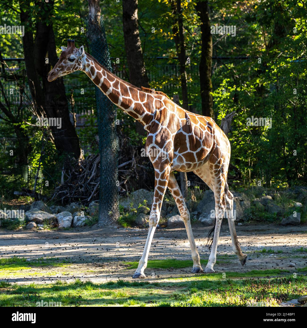 The giraffe, Giraffa camelopardalis is an African even-toed ungulate ...