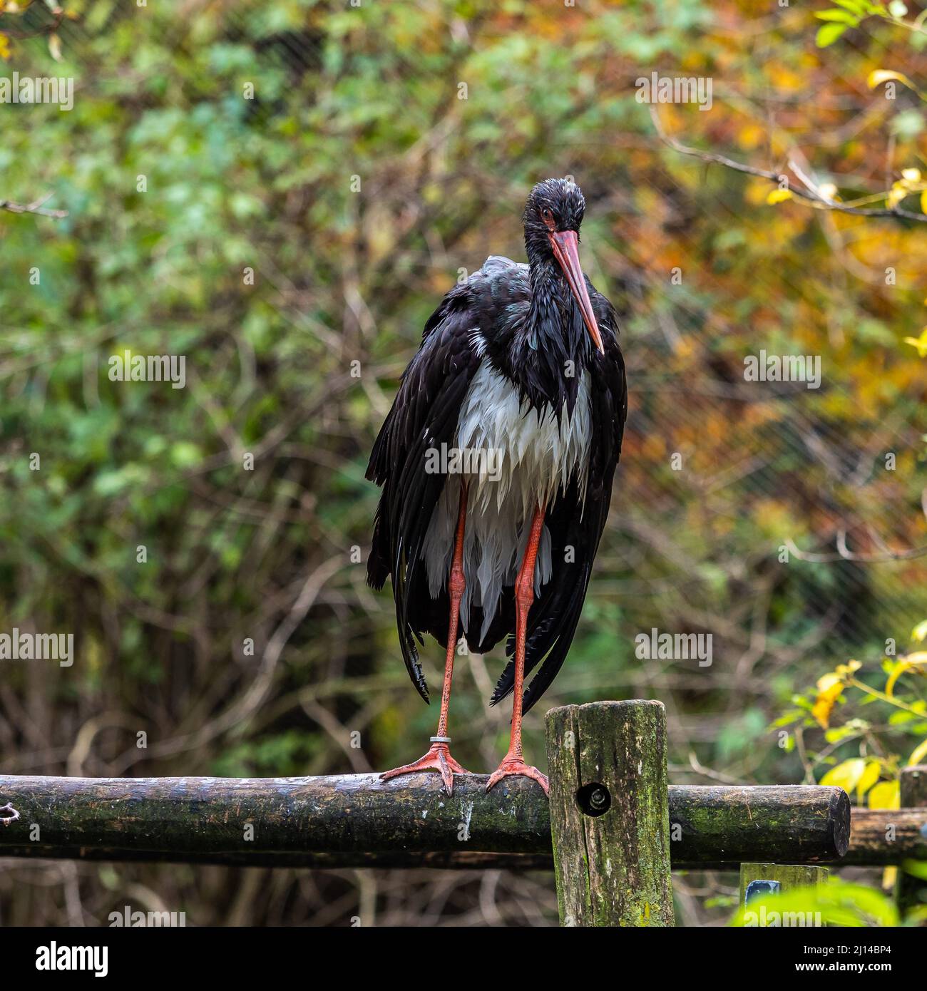 The Black stork, Ciconia nigra is a large bird in the stork family ...