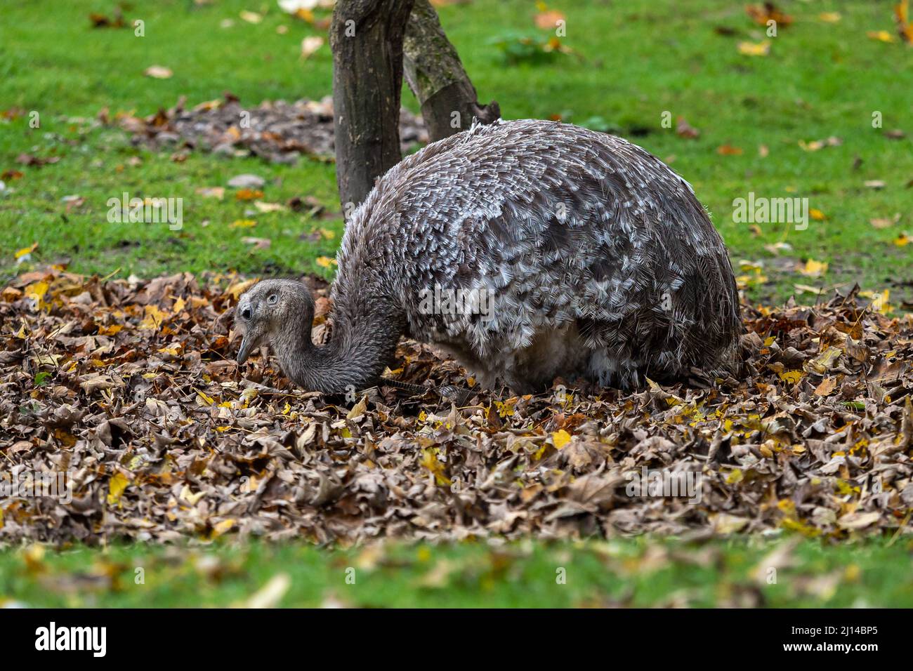 Darwin's rhea, Rhea pennata also known as the lesser rhea. It is a ...