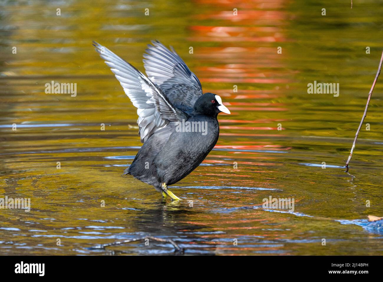 The common moorhen Gallinula chloropus also known as the waterhen, the ...