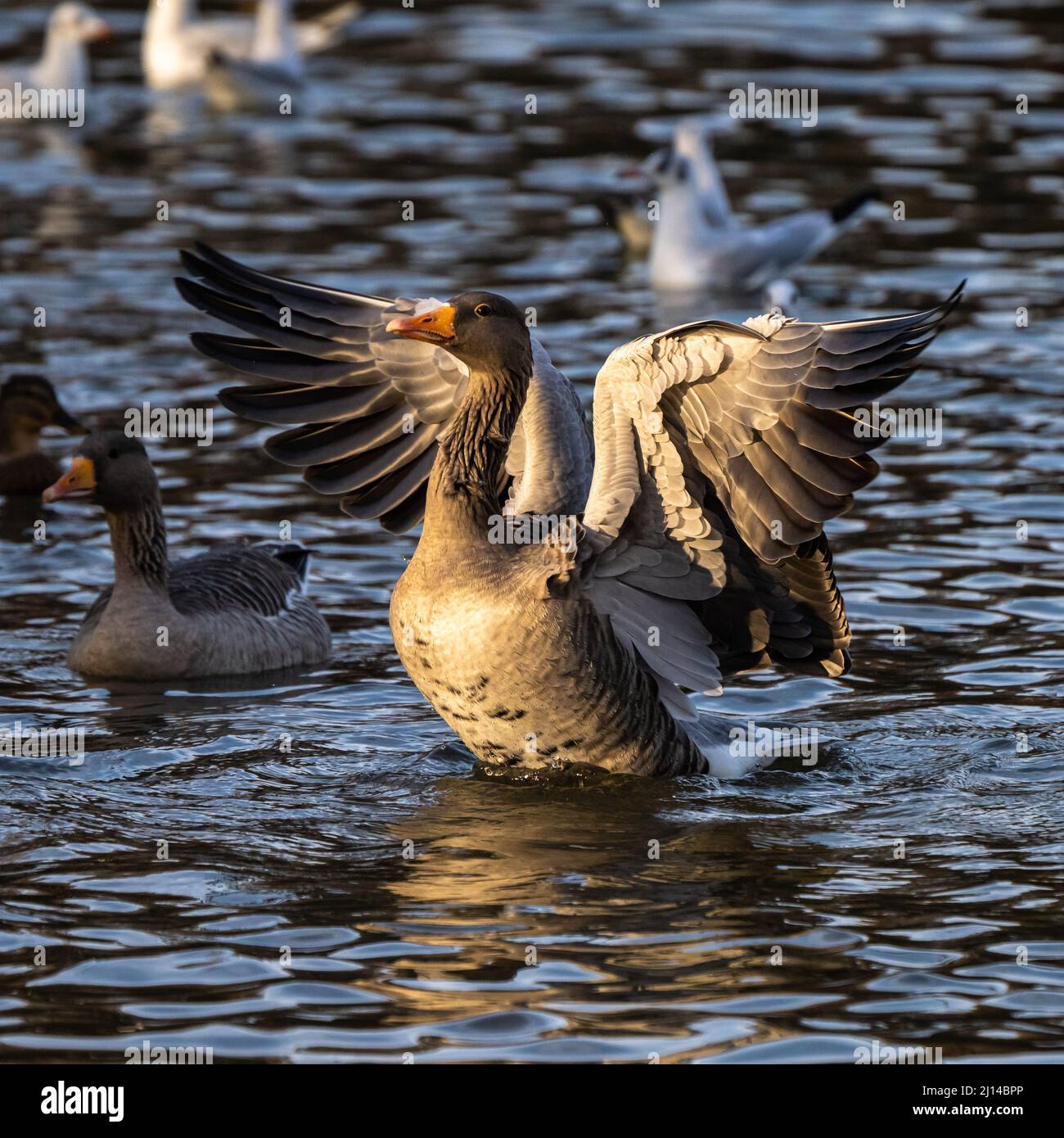 The greylag goose, Anser anser is a species of large goose in the ...