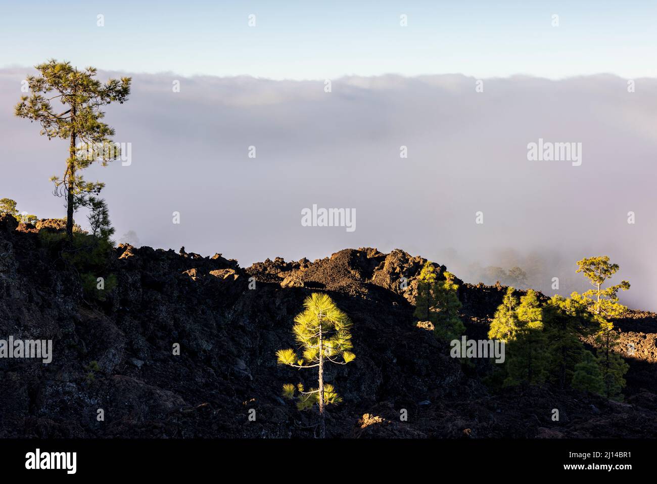 Pines at dawn hi-res stock photography and images - Alamy