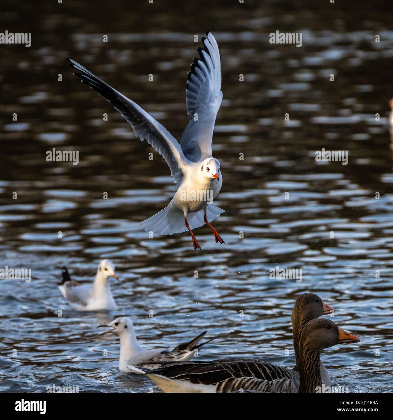 The European Herring Gull, Larus argentatus is a large gull, One of the ...