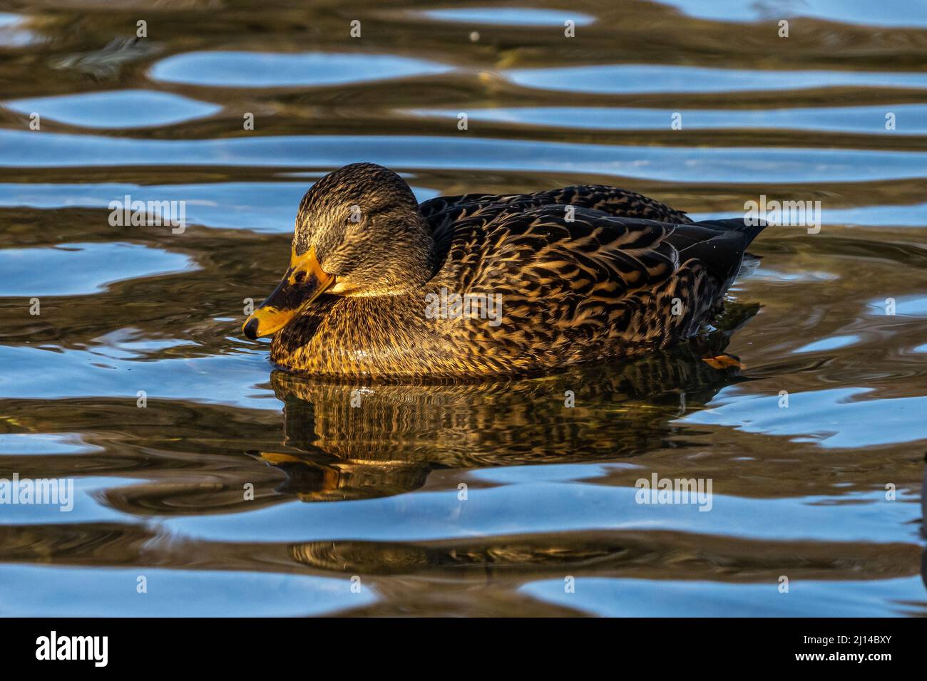 The mallard, Anas platyrhynchos is a dabbling duck. Here swimming in a ...