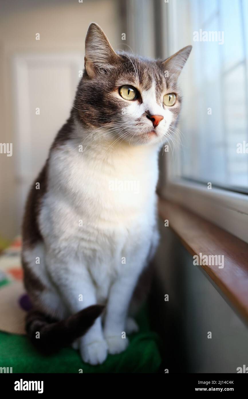 Sad Cat Looking Out Window