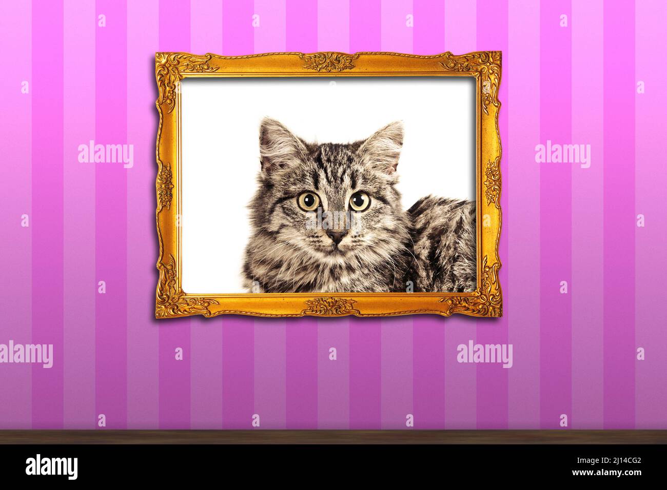 Framed cat hi-res stock photography and images - Alamy