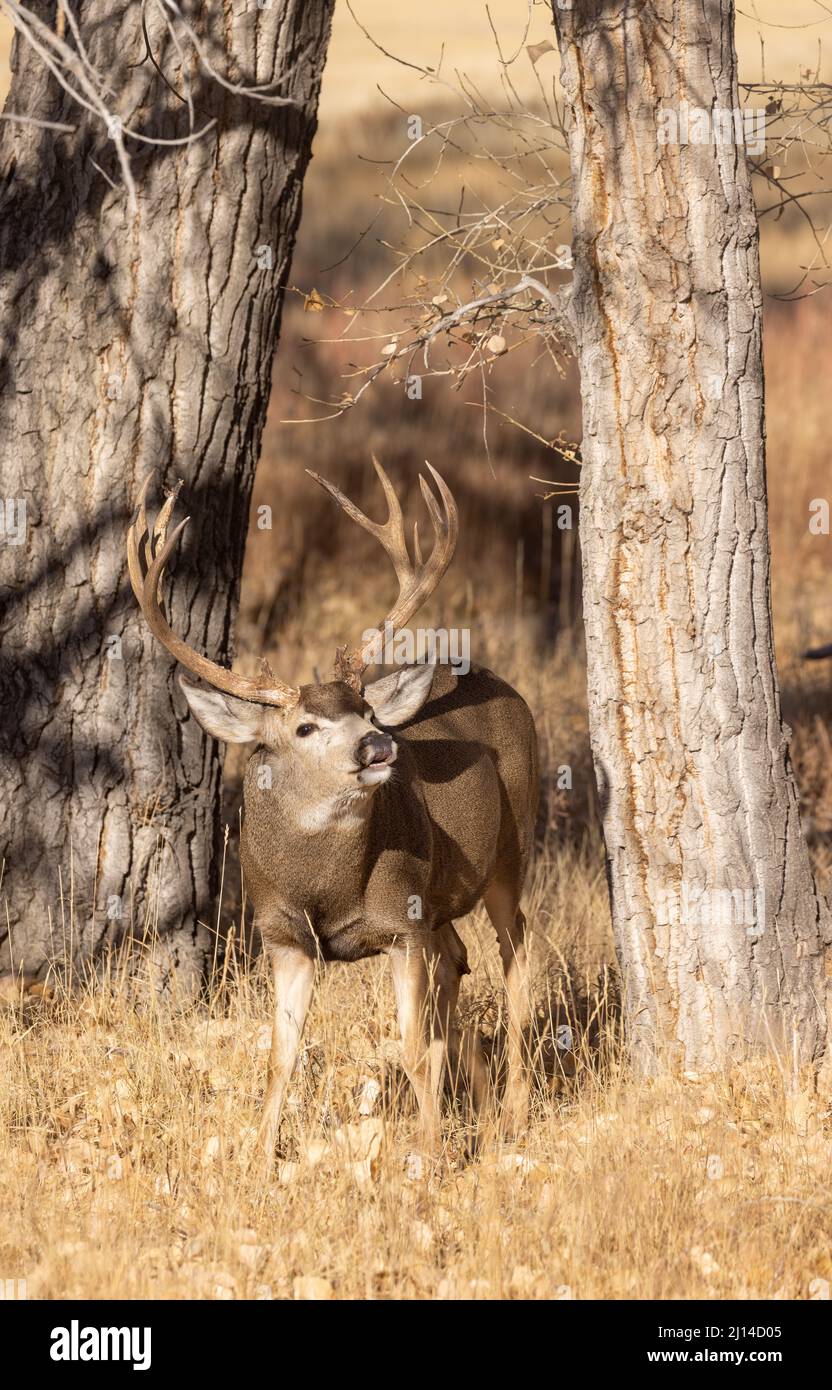 Mule Deer Buck During the Rut in Colorado in Autumn Stock Photo - Alamy