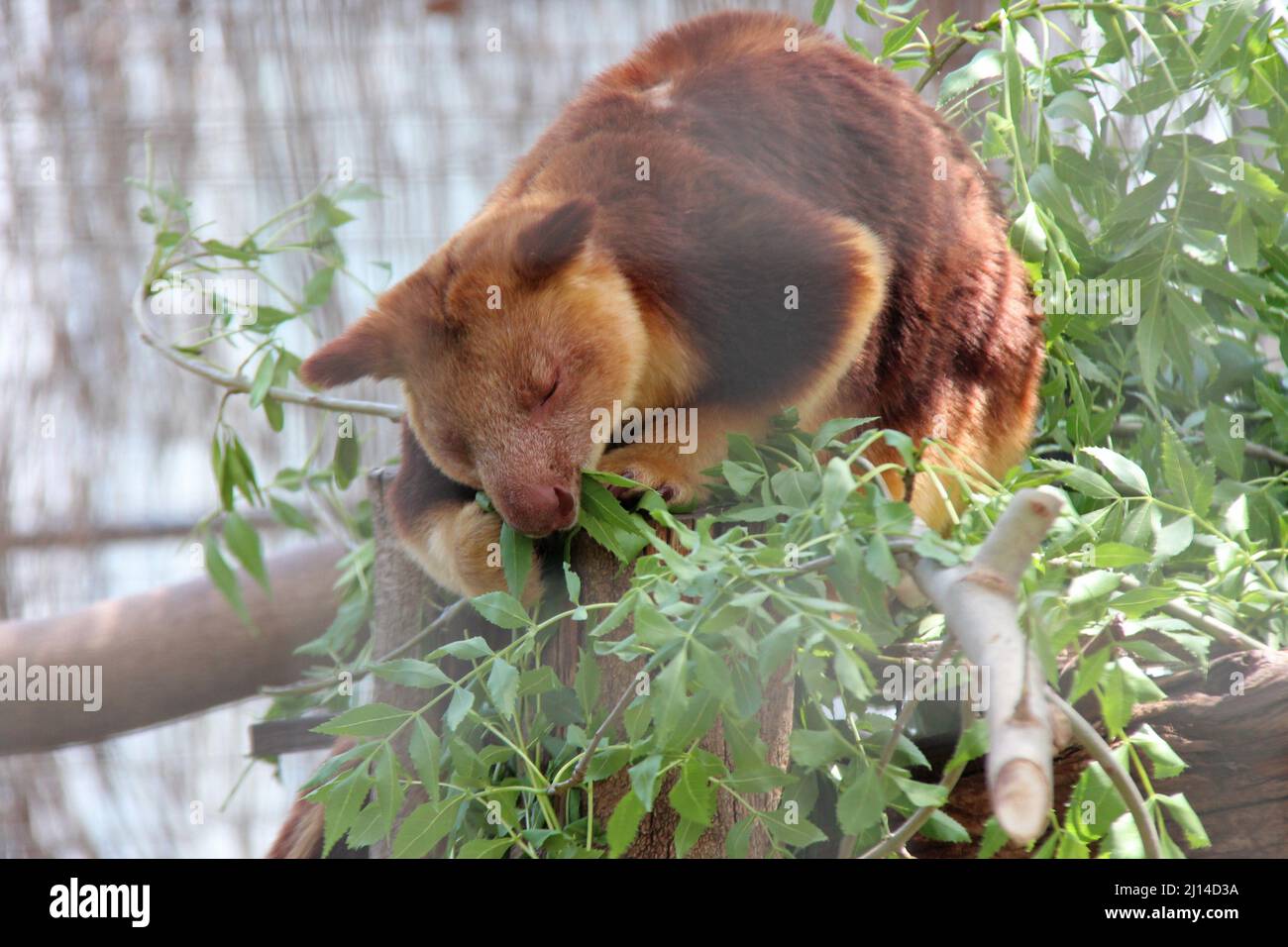 dendrolagus (tree-kangaroo) in a zoo in adelaide (australia Stock Photo ...