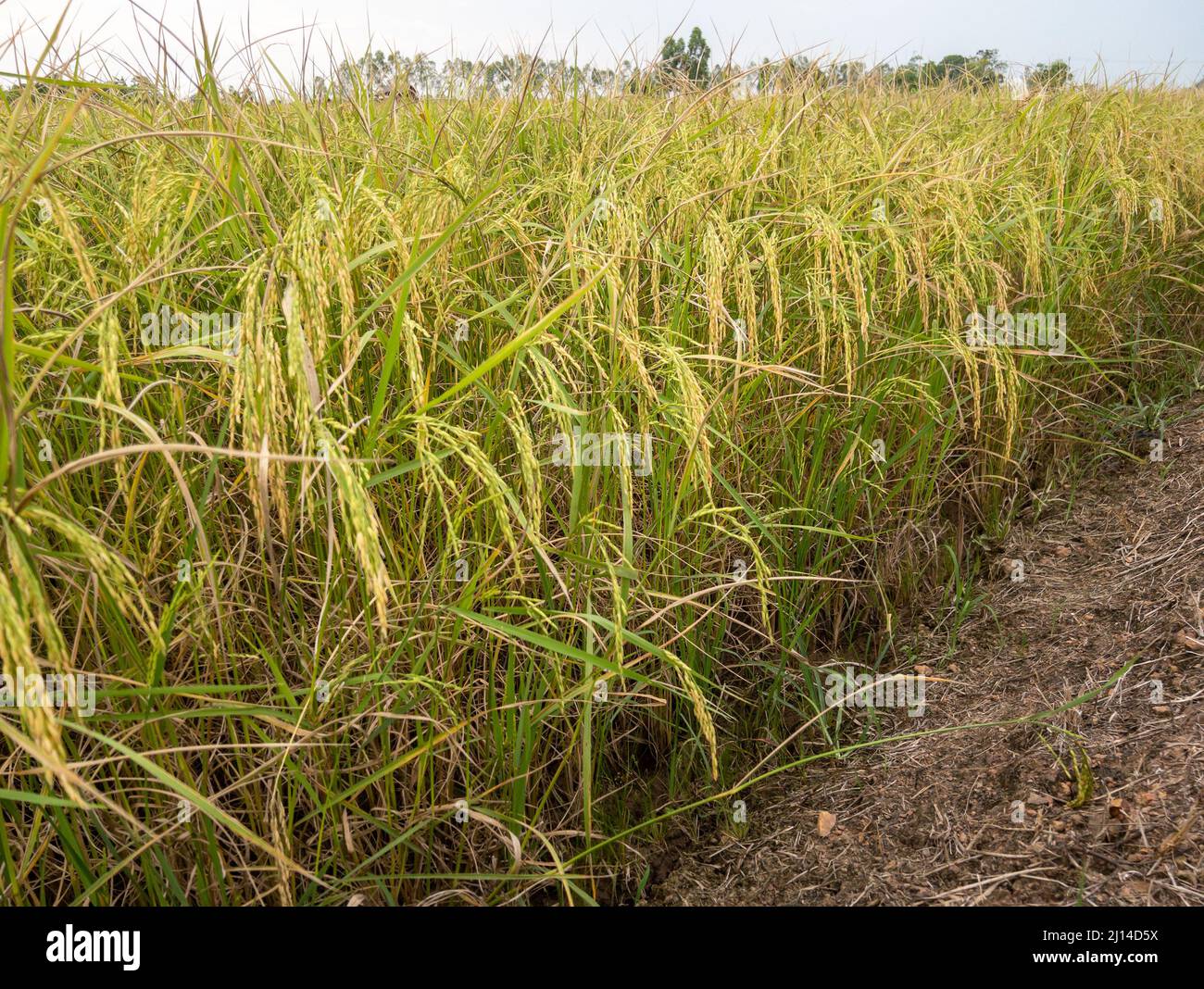 Closeup of golden paddy field near the harvest time, organic farm of ...