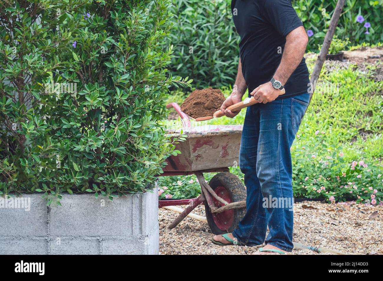 Asian professional gardener use shovels to prepare soil on wheelbarrows ...