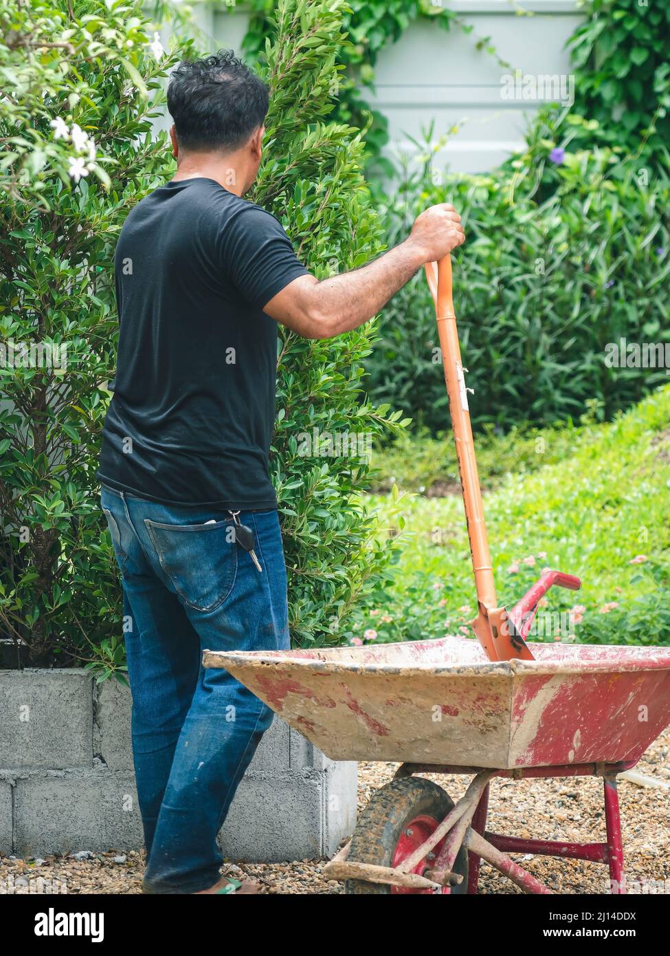Asian professional gardener use shovels to prepare soil on wheelbarrows ...