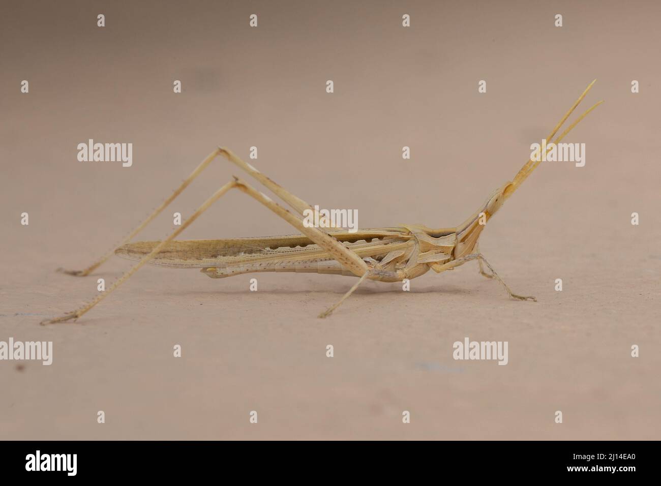Closeup of a sipyloidea sipylus on the ground Stock Photo - Alamy