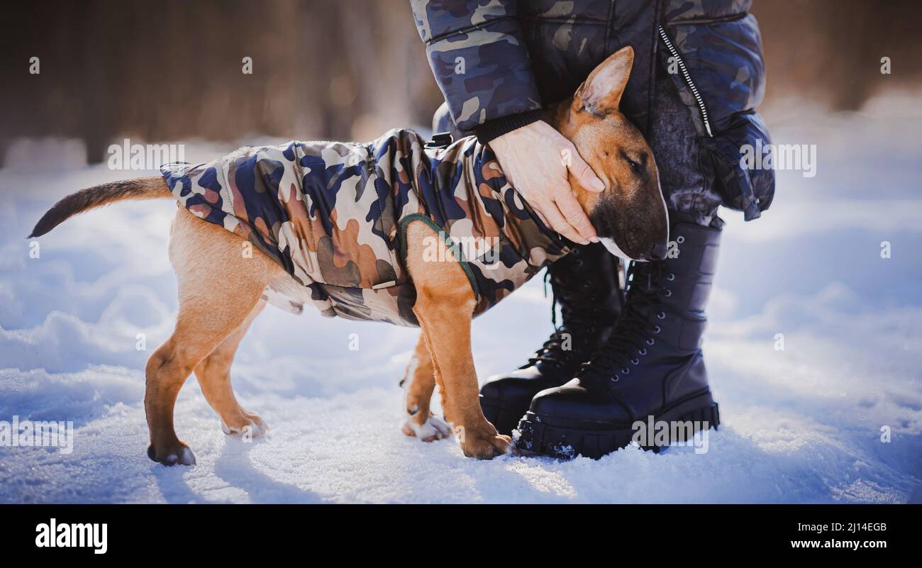 A cute ginger puppy of a miniature bull terrier cuddles with its owner ...