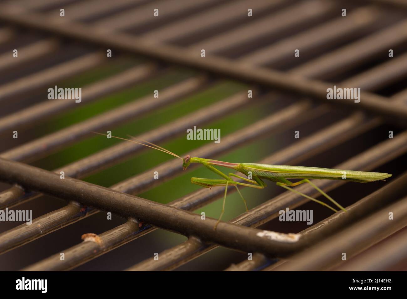 Beautiful shot of a praying mantis walking on the gridded platform ...