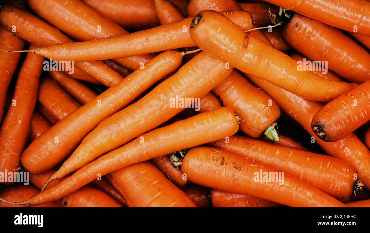 A lot of washed ripe bright orange carrots in the grocery store. A rich ...