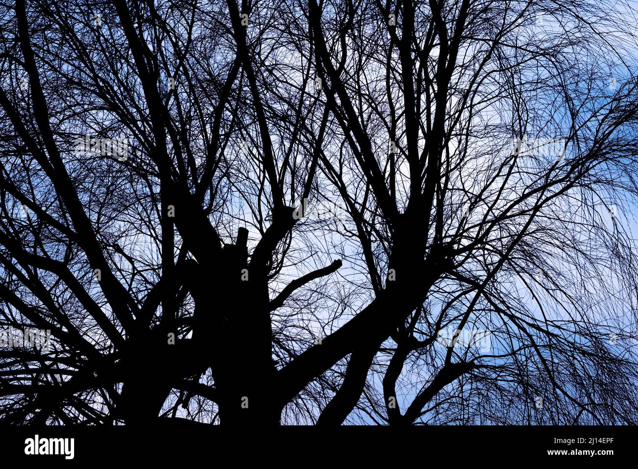 Silhouette trees branches hi-res stock photography and images - Alamy