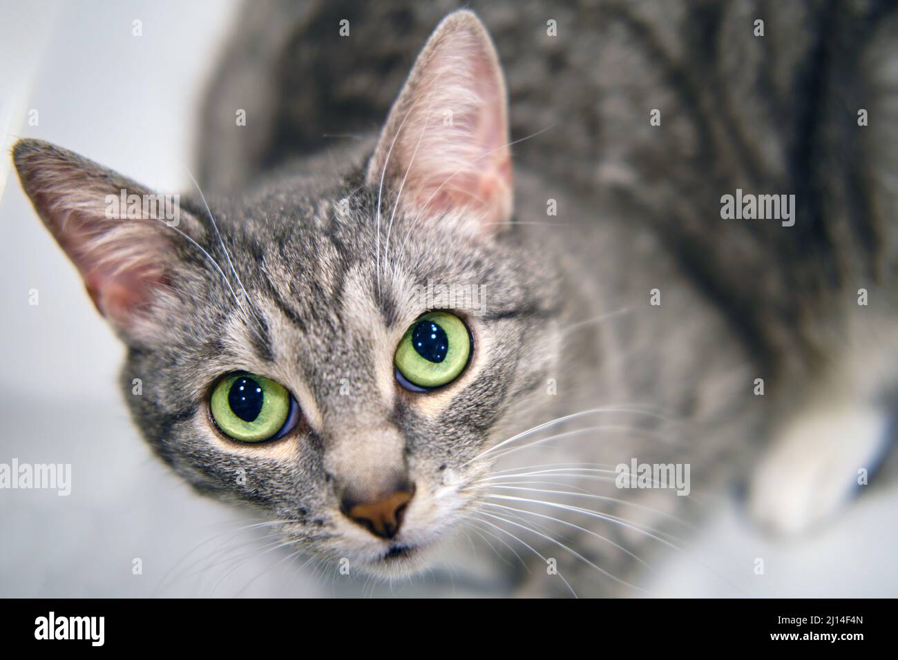 Grey cat looks plaintively sitting in a white bath, close-up. The pet ...