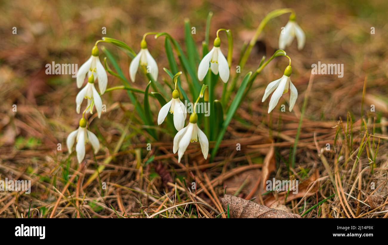 Visit iasi romania hi-res stock photography and images - Alamy