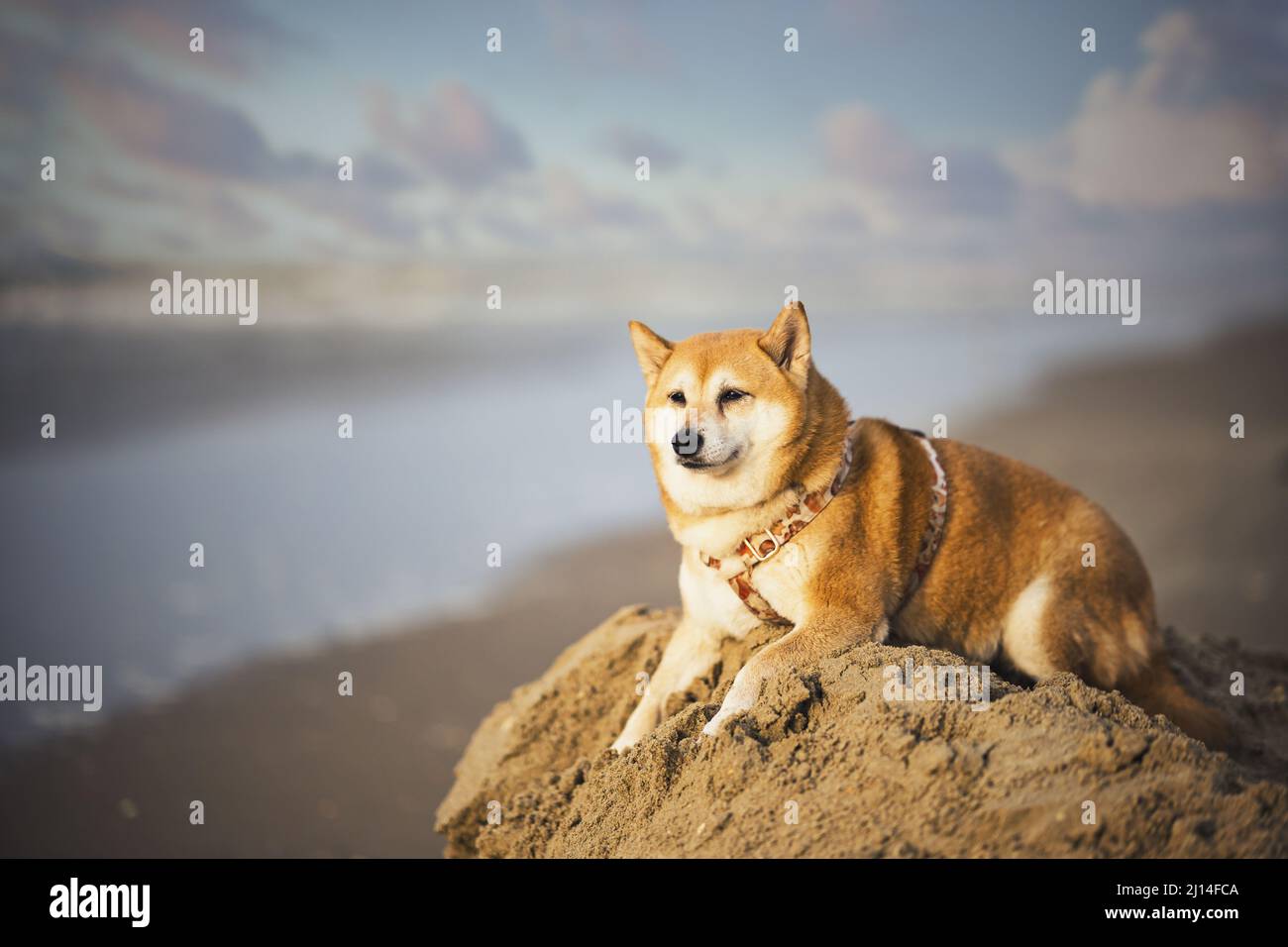 Vertical shot of an inu Shiba dog lying on the sand on a beach Stock ...