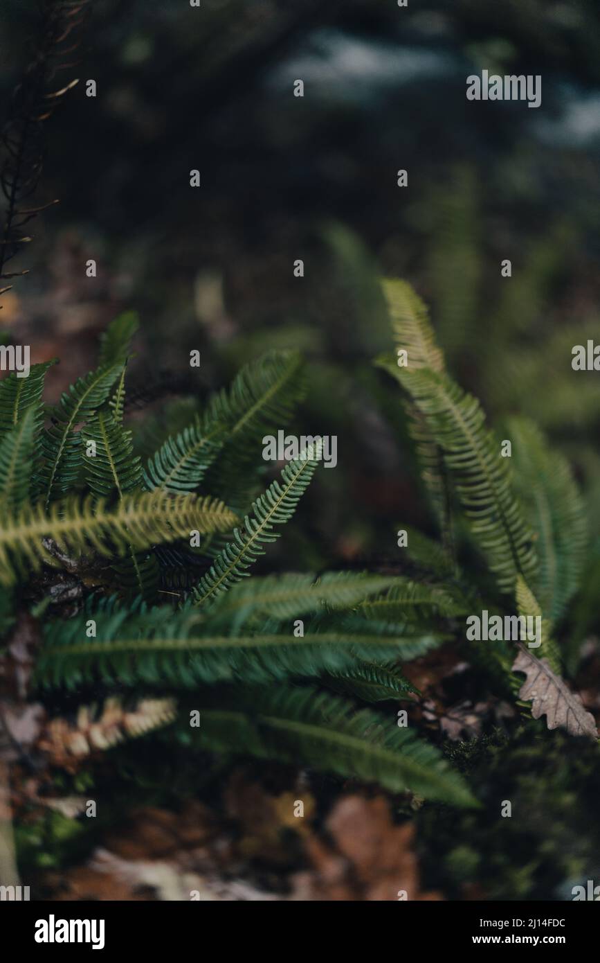 Vertical close-up shot of little fern leaves growing on the ground ...
