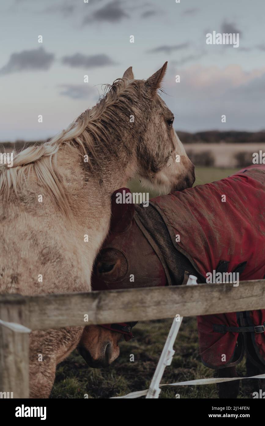 Horses hugging hi-res stock photography and images - Alamy