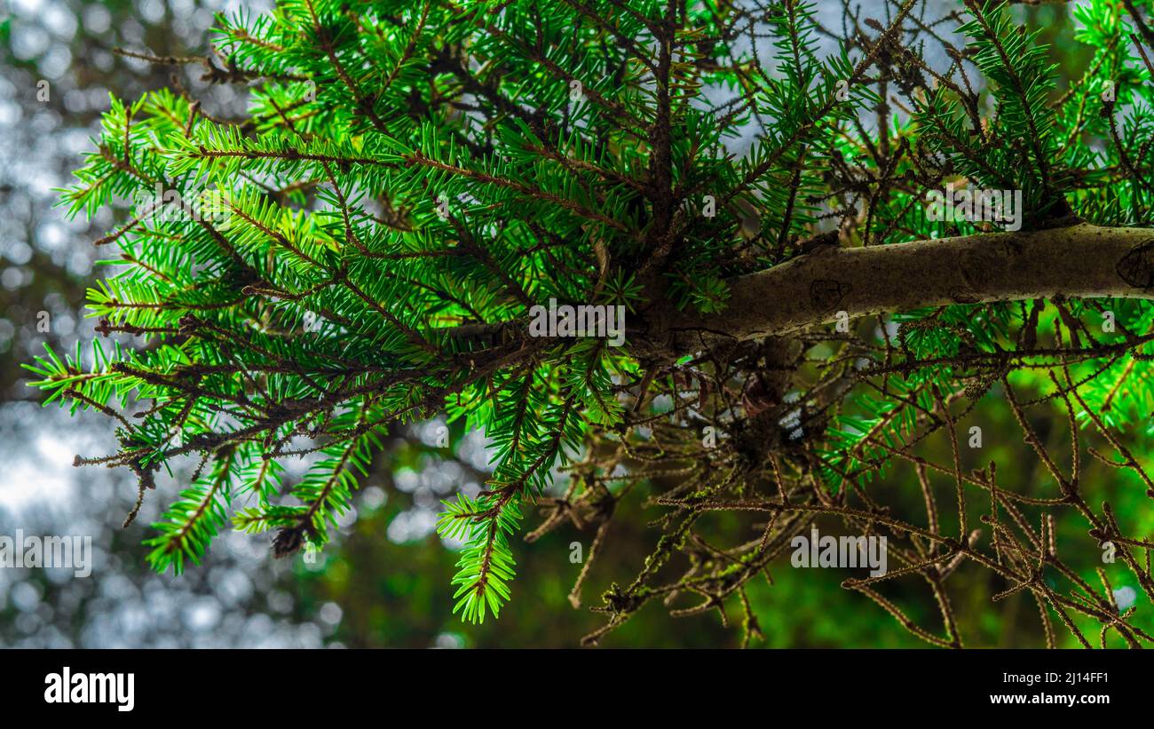 pics from botanic garden Iasi Romania Stock Photo - Alamy