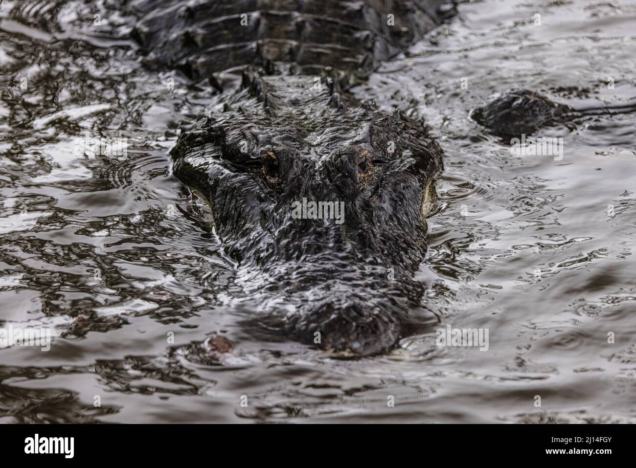Close up shot of alligator teeth hi-res stock photography and images ...