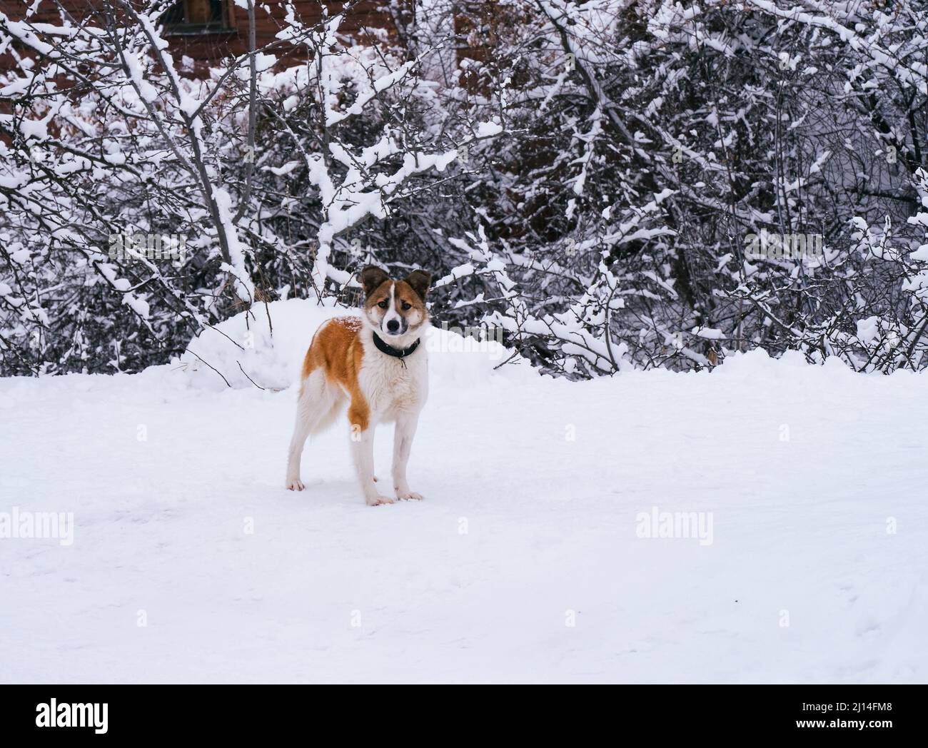 Mutt dog hi-res stock photography and images - Alamy