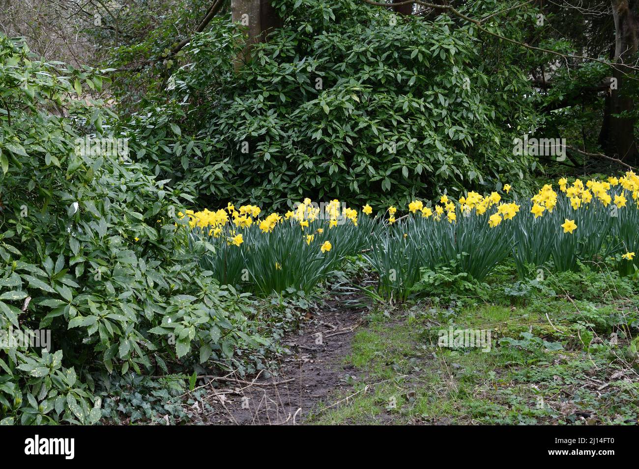 Woodland with Daffodils uk Stock Photo - Alamy