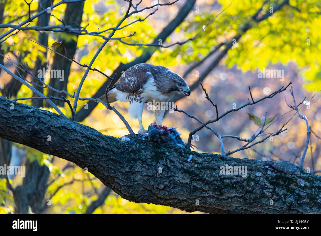 Red Tailed Hawk preys on a pigeon in Central Park NYC 2021 Stock Photo ...