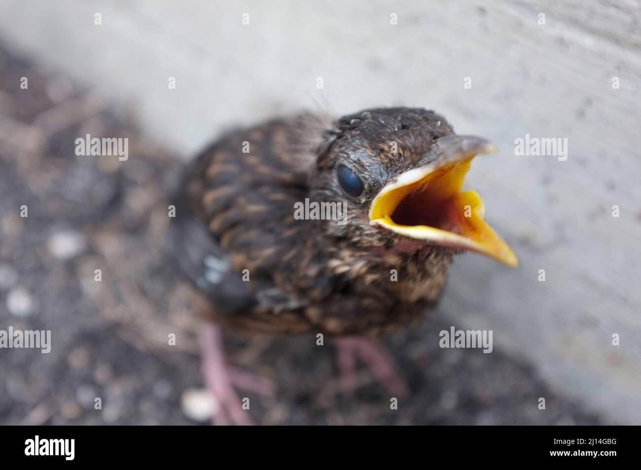 Cloese up of A frightened little bird with frightened eyes screams ...