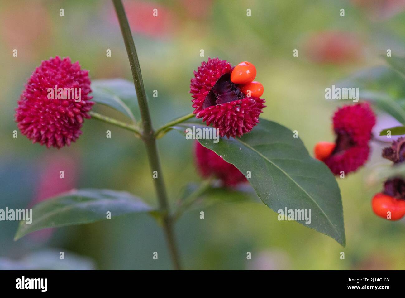Euonymus americanus, also known as strawberry bush, has a red fruit ...