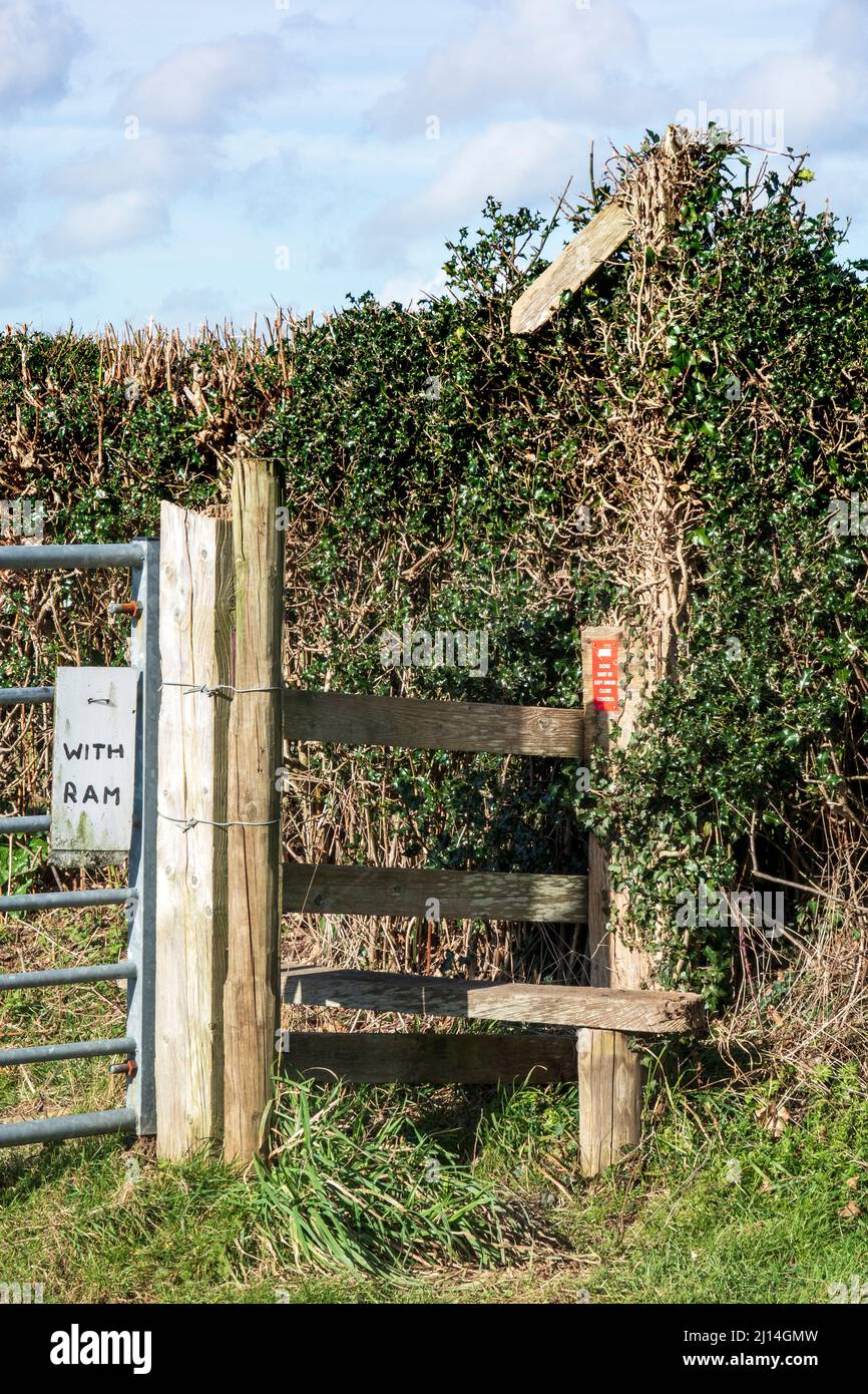 A broken and totally overgrown wooden footpath sign in a holly hedge by ...