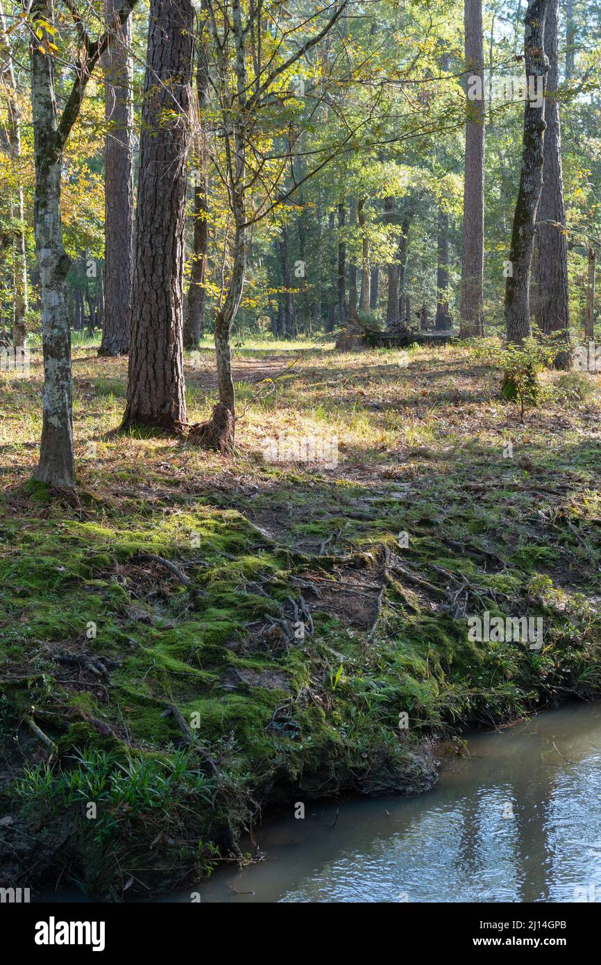 Bank of a creek hi-res stock photography and images - Alamy