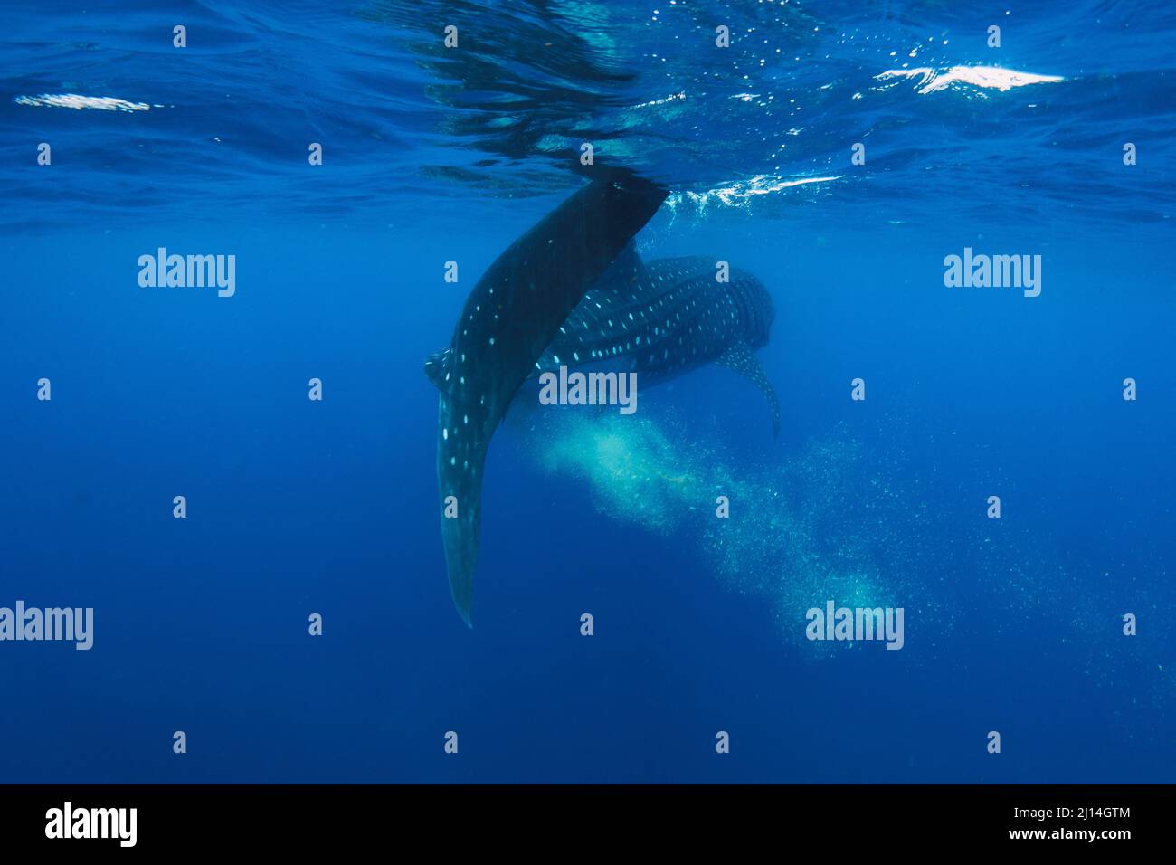 whale shark poop in isla mujeres Stock Photo - Alamy