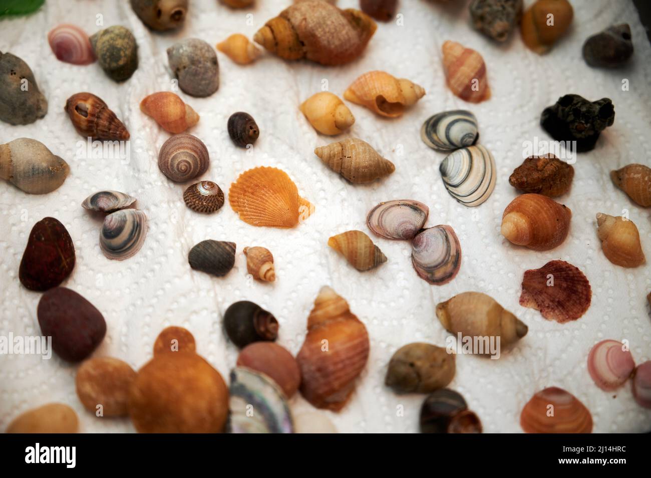 Top view of colorful various seashells with patterns on a white fabric ...