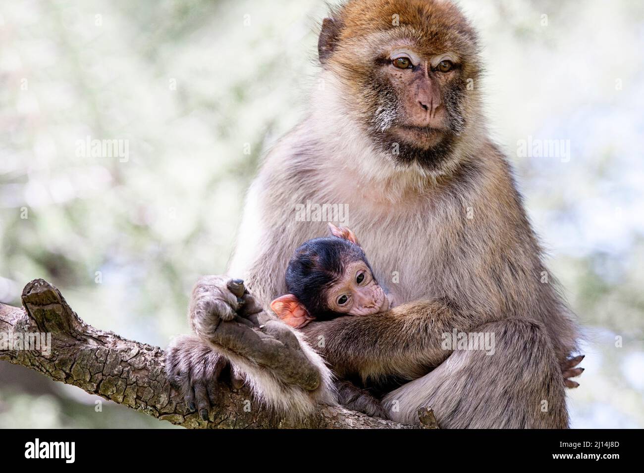 Barbary macaques monkey with a baby monkey in her hand in moroccan ...