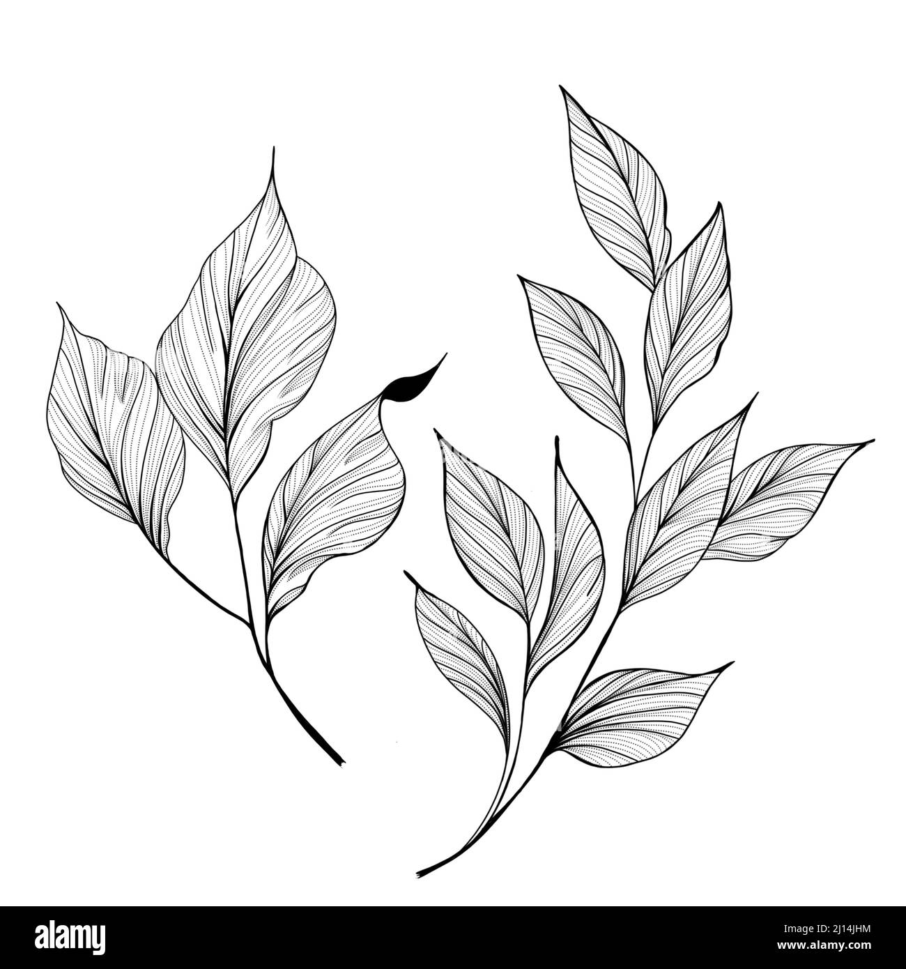 Beautiful hand black outline flower rope herb illustration isolated on ...
