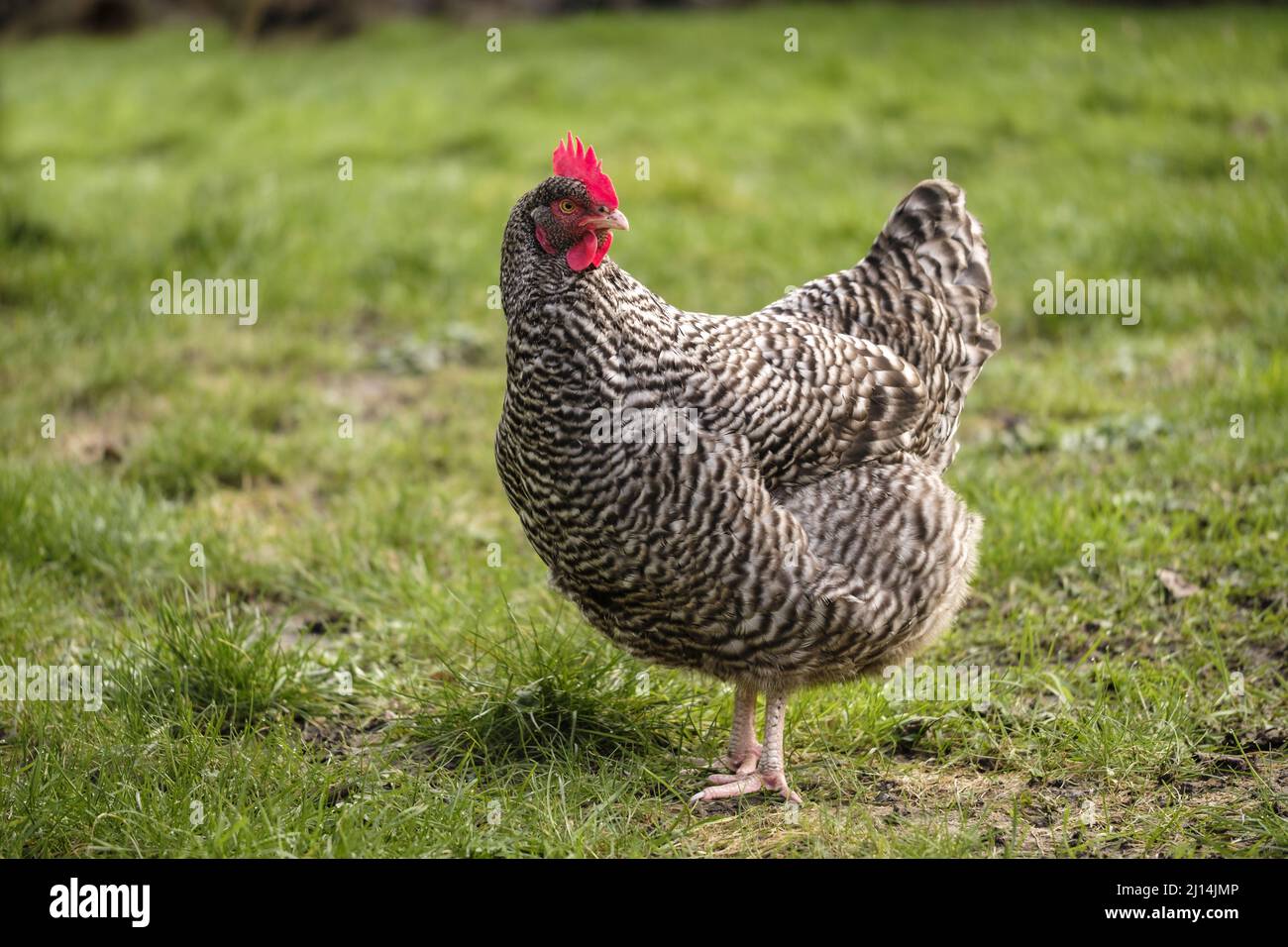 Dutch agriculture poultry hi-res stock photography and images - Alamy