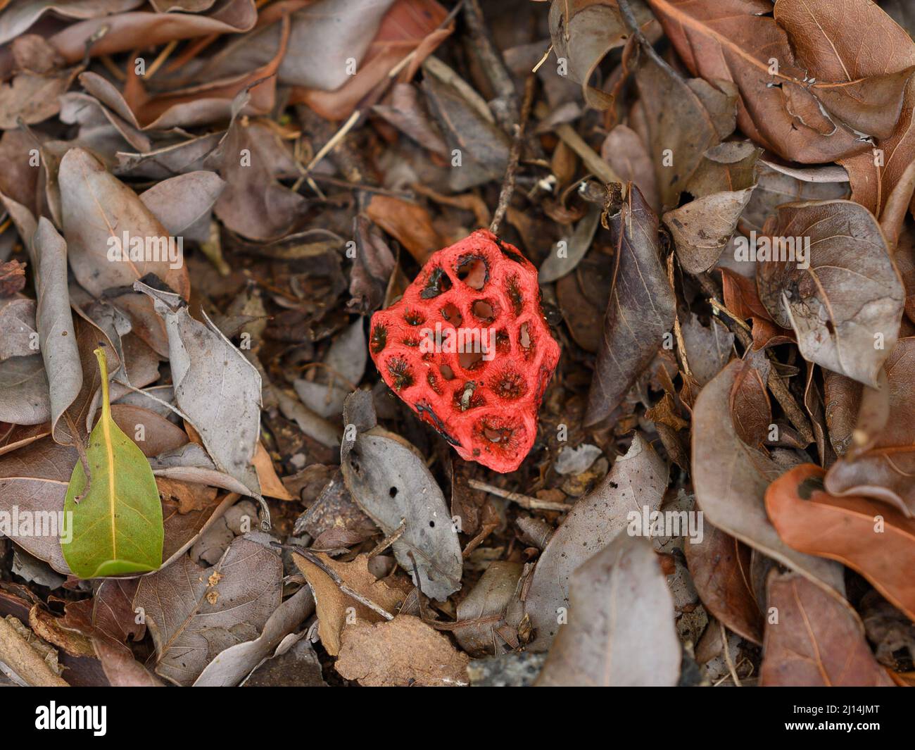 Photo shows a red poisonous mushroom. Clathrus ruber belongs to ...