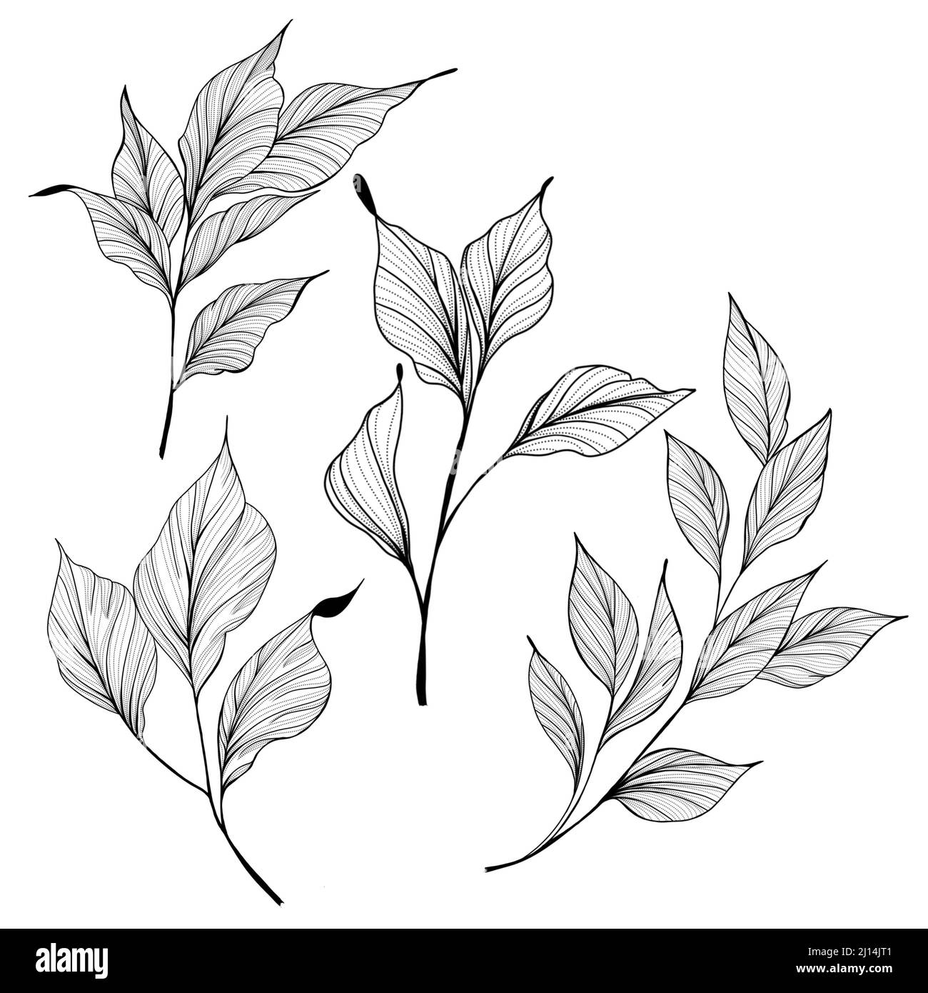 A large set of beautiful detailed sketches of plants. The idea of ??a ...