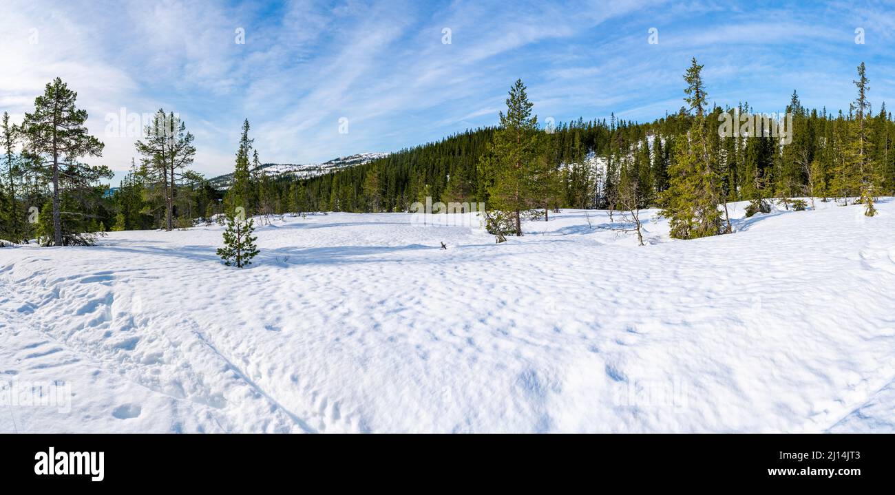 Winter landscape in snow covered Bymarka nature reserve in Trondheim ...