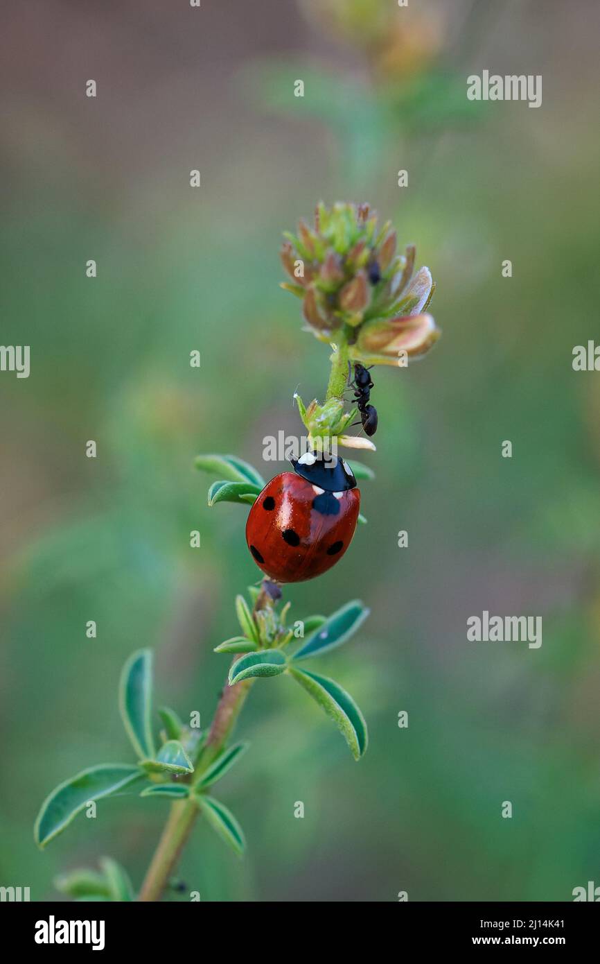 Ladybug and ant. Insects in their natural environment Stock Photo - Alamy