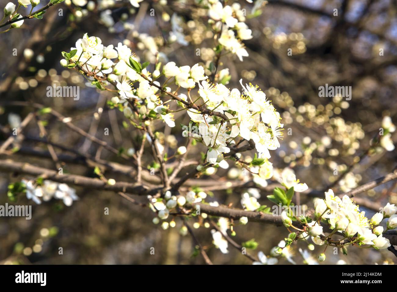 Plum tree in bloom seen up close Stock Photo - Alamy