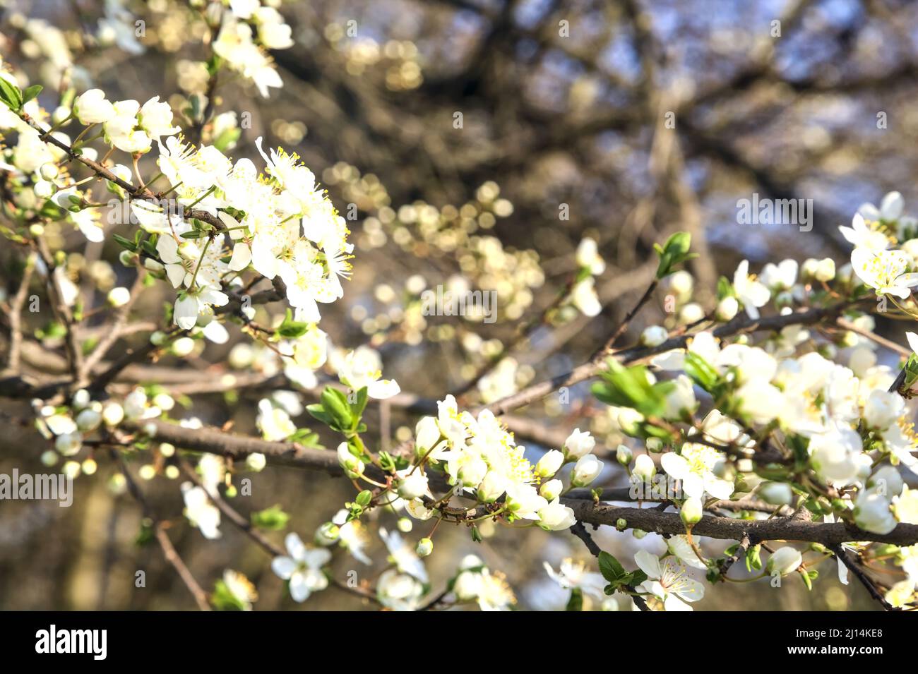 Plum tree in bloom seen up close Stock Photo - Alamy
