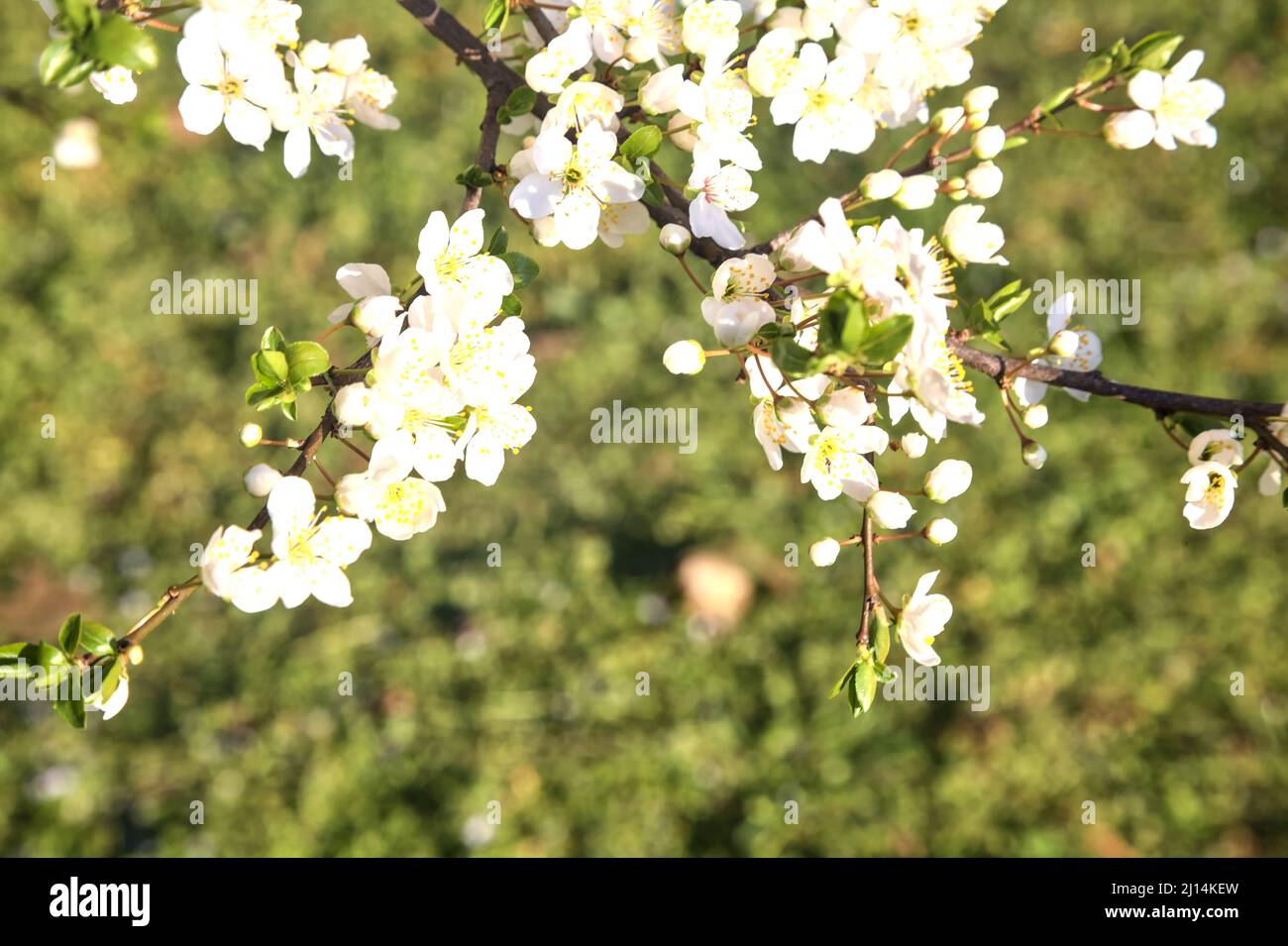 Plum tree in bloom seen up close Stock Photo - Alamy