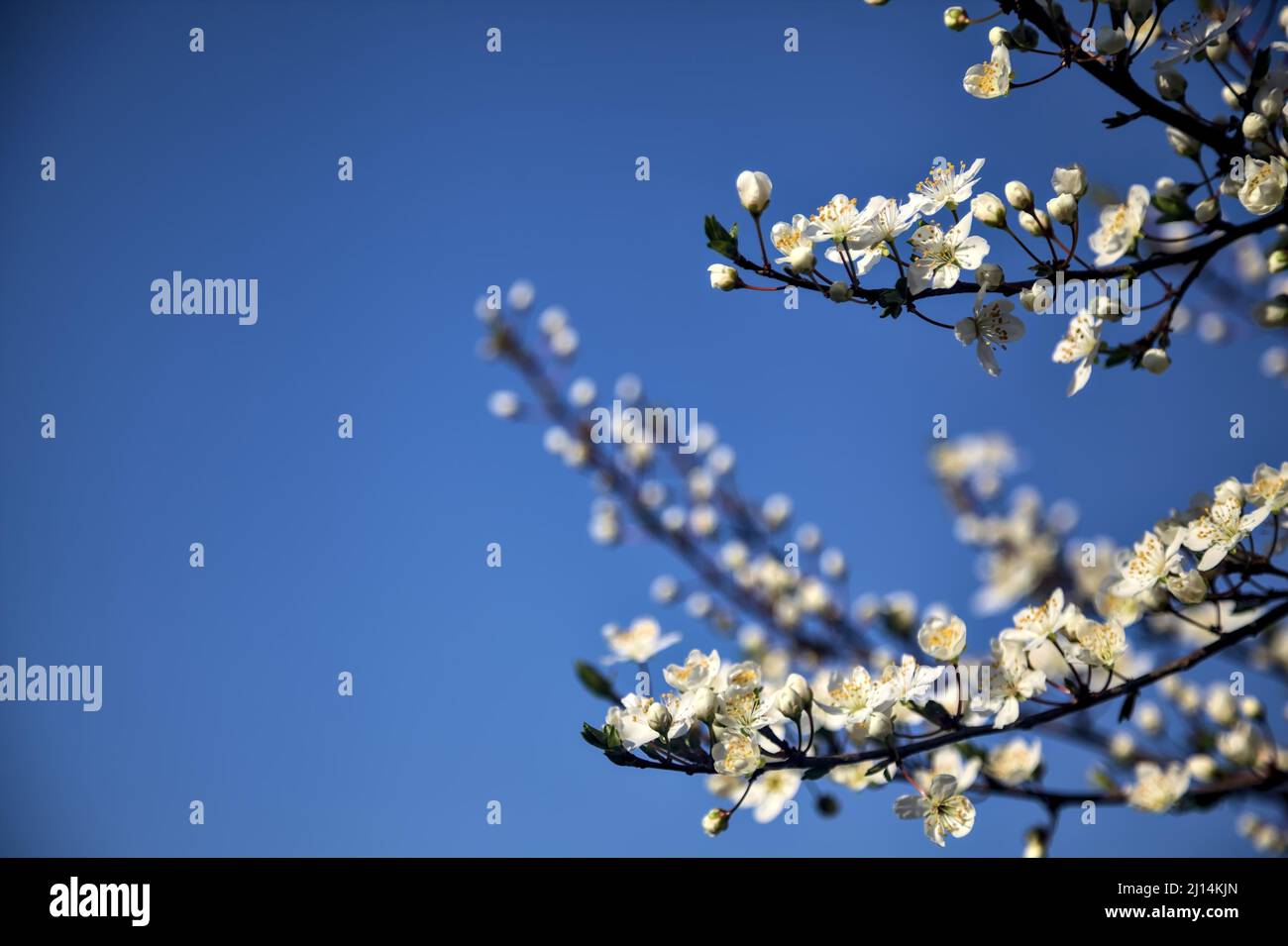 Plum tree in bloom seen up close Stock Photo - Alamy