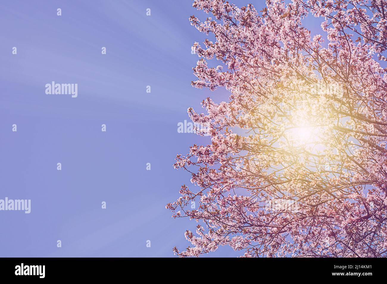pink cherry blossoms and blue sky in early spring Stock Photo - Alamy